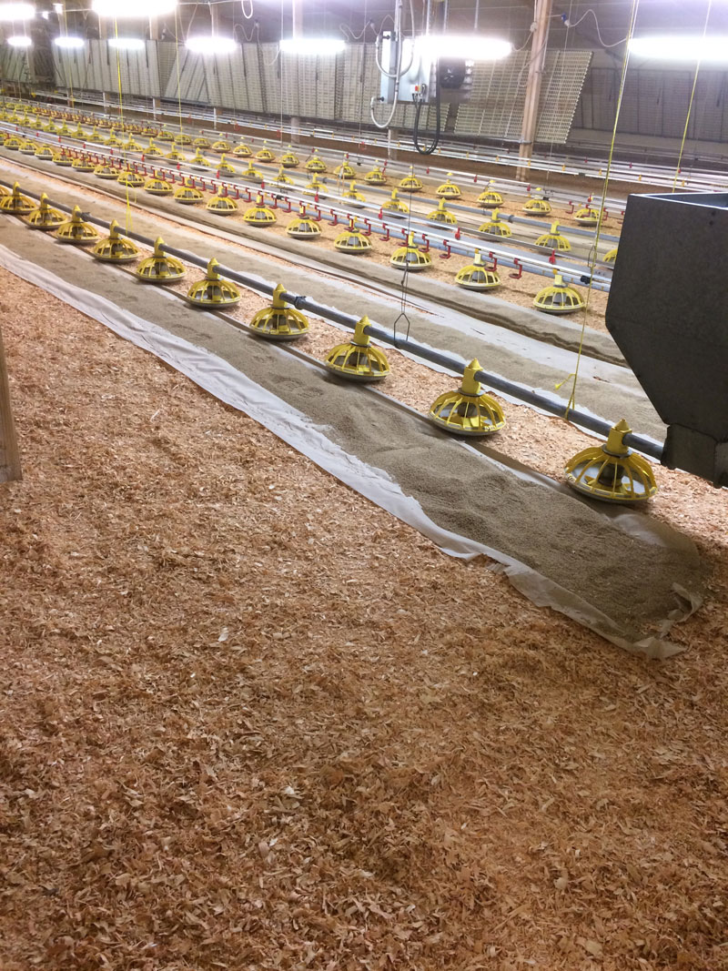 Photo Gallery - Chick Paper | Kandco Envosave Ltd